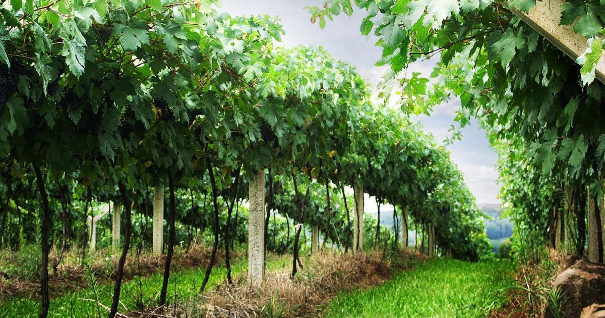 „Пещерска гроздова“ започна кампанията по гроздобер